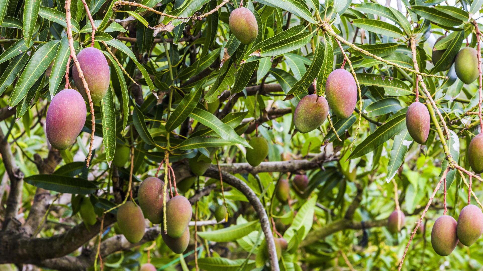 Honey Mangoes